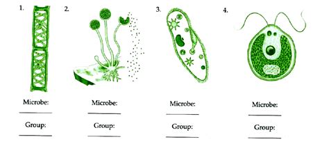 Useful Microorganisms With Names