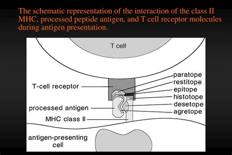 PPT Antigen Processing Presentation Overview PowerPoint Presentation ID