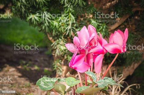 보라색 이나 핑크 시 클 라 멘 꽃 선택적 포커스와 자연 배경 녹색 국내 정원에서 0명에 대한 스톡 사진 및 기타 이미지 Istock