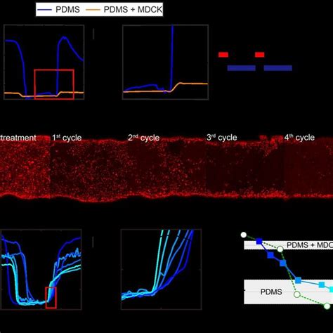 In Situ Stiffness Measurement Of Trypsinization Of The Mdck Cell Download Scientific Diagram
