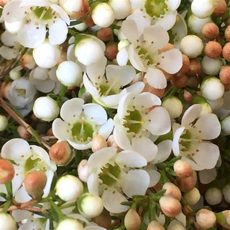 Chamelaucium Wax Flower Garden Express Onlline Nursery