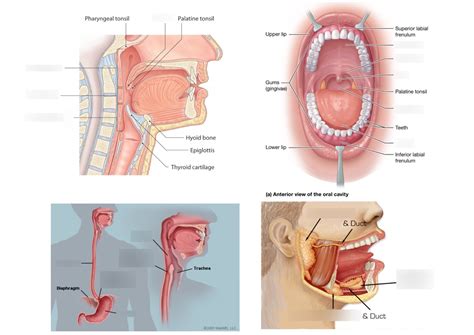 Oral Cavity Pharynx Esophagus Salivary Glands Diagram Quizlet