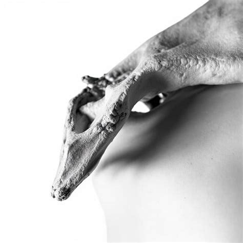 Free Dramatic Bone Study Image Download At Stockcake