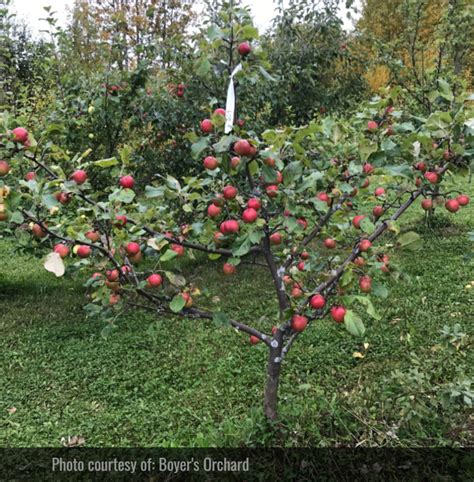 September Ruby Apple Tree Oak Summit Nursery
