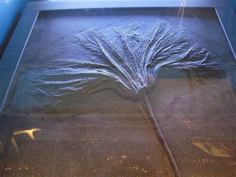 Crinoid Fossil Forest Revisited Artofit