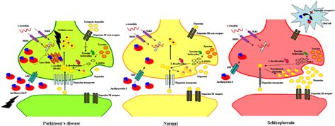 Diagrammatic Representation Of Neuronal Synapse Depicting Experimental