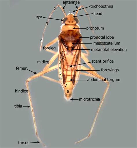 Hemiptera Characteristics