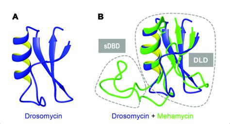 Superimposition Of Mehamycin And Drosomycin Revealing Their High