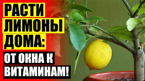 🤘 Купить лимонное дерево в горшке с плодами 🔔 Комнатные цитрусовые ...