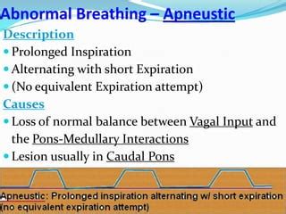 Neural Control Of Respiration Abnormal Breathing Patterns Sanjoy