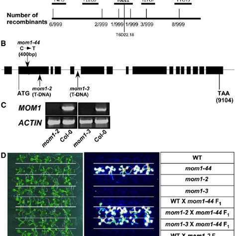 Positional Cloning And Confirmation Of Mom1 A Genetic Mapping