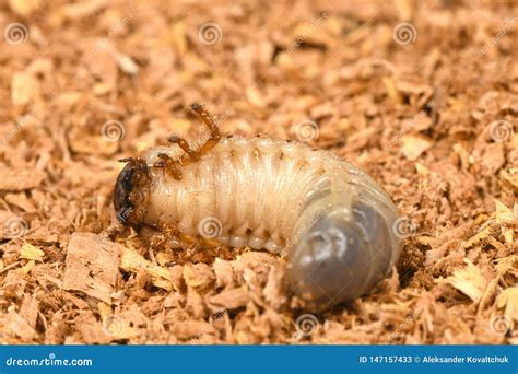 Larva Of A Rhinoceros Beetle Stock Image Image Of Leaf Nature 147157433
