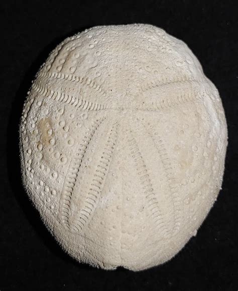 Eupatagus Antillarum Echinoids The Fossil Forum