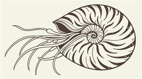 Detailed Nautilus Shell Illustration Vector Design Generative Ai Stock Vector Illustration Of