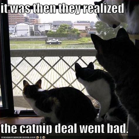 Funny Pictures Cats Realize Catnip Deal Has Gone Bad Flickr