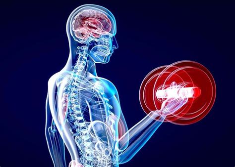Regular Exercise Boosts Memory And Brain Function At Any Age
