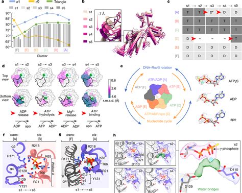 Dynamics And Nucleotide Pocket Analysis Of The Ruvb Motor A Analysis Download Scientific