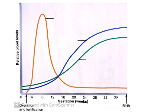 Ovulation And Fertilization Graph Quiz