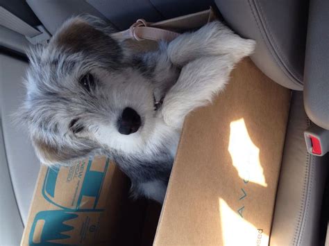 Loves Boxes Husky Cockapoo Mix Cockapoo Love Box Pup