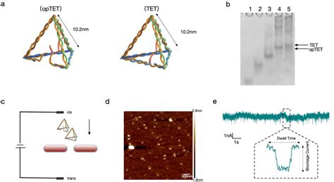 Figure 1 From Dna Scaffold Carrier Assisted Protein Translocation Through Solid State Nanopore
