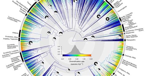 Biology Distantly Heard Resolving The Avian Tree Of Life Part Ii