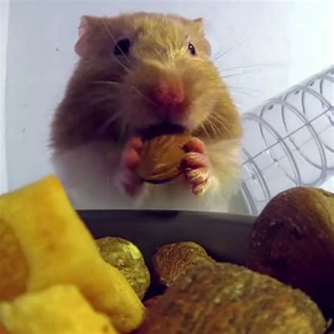 Hamsters With Food In Cheeks