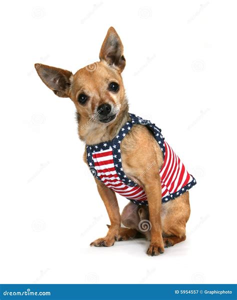 Chihuahua In Dress Stock Image Image Of Chihuahua Furry 5954557