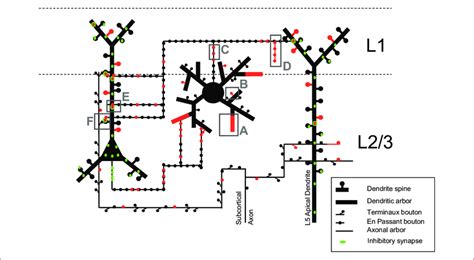 Diversity Of Inhibitory Circuit Plasticity In The Adult Brain A Download Scientific Diagram