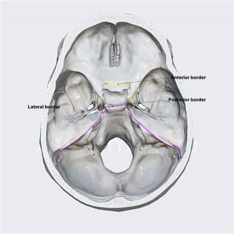 Middle Cranial Fossa Borders Anatomyapp