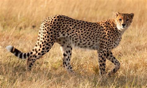 ¿cuál Es La Diferencia Entre Los Jaguares Los Leopardos Y Los