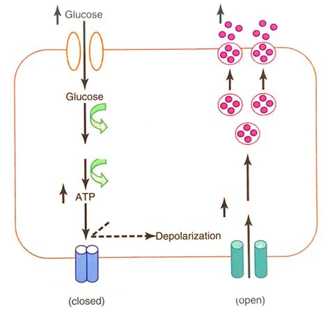 Insulin And Glucose Regulation Diagram Quizlet