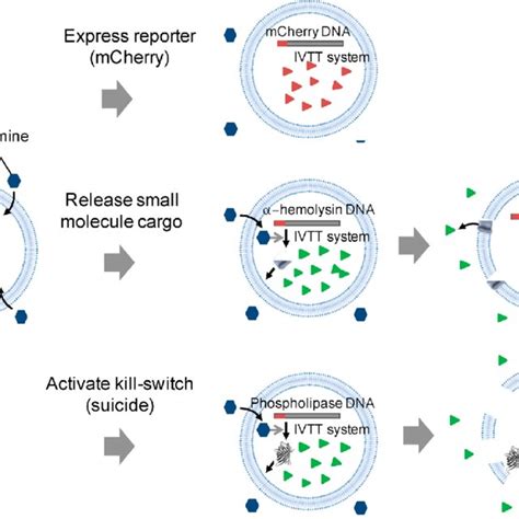 Histamine Aptamer A Structures Of Histamine And L Histidine B Download Scientific Diagram