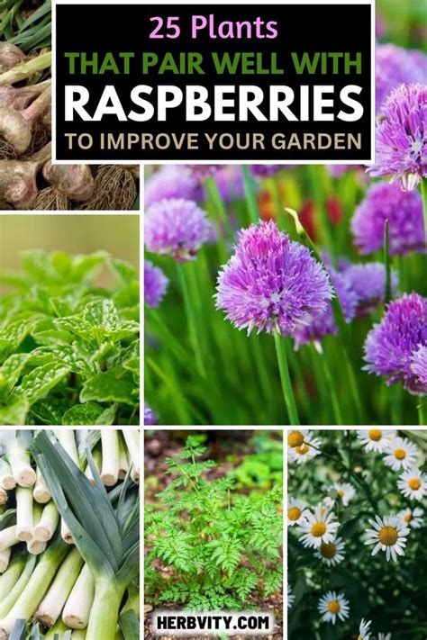 25 Must Have Companion Plants For Your Raspberry Garden Artofit 25 Must Have Companion Plants For Your Raspberry Garden Artofit