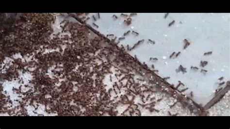 Formicaio Youtube