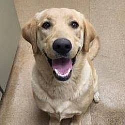 Adoptable Pets At Apple Valley Animal Services