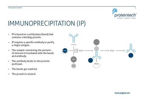 Immunoprecipitation Overview And Technical Tips