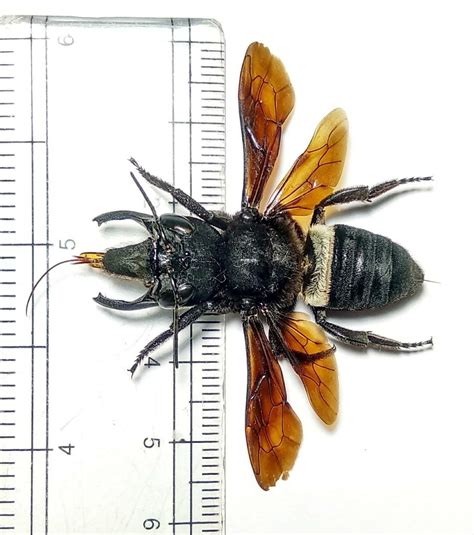 Wallaces Giant Bee The Worlds Largest Bee Ushering In An