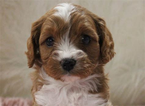 Best Anaheim California Designer Cavapoo Puppies