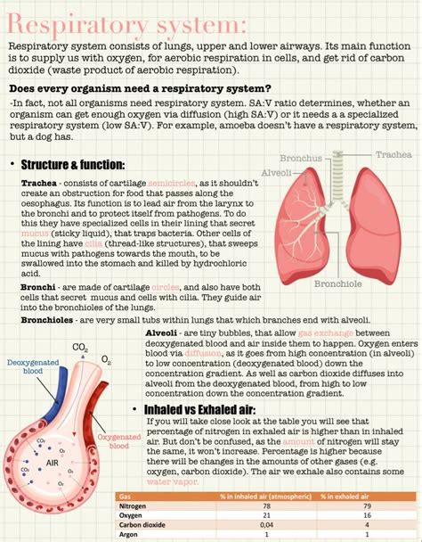 The Respiratory System Notes
