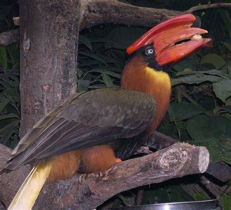 Rufous Hornbill Buceros Hydrocorax Also Known As Philippine Hornbill