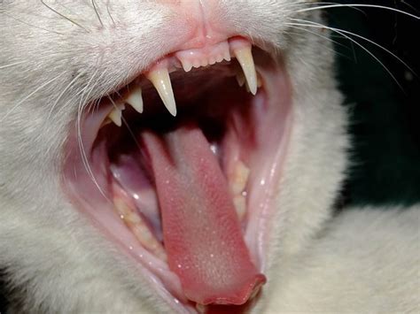 Cat Food For Cats With Missing Teeth