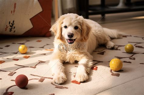家中可爱的狗狗高清图片下载 正版图片600732968 摄图网