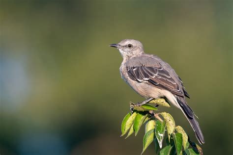 Northern Mockingbird At The Anacostia Kenilworth Park And Aquatic