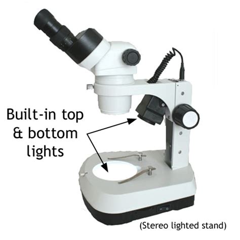 Microscope World Blog Dissecting Microscopes