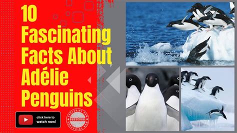 Top 10 Facts About Adelie Penguins At Victoria Capp Blog