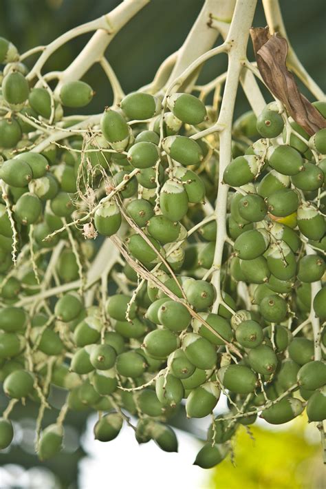 Queen Palm Fruit Recipe