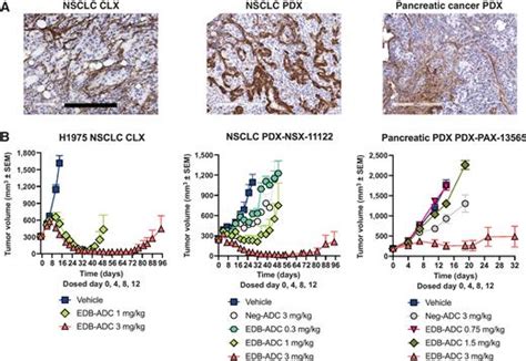 Anti Extra Domain B Splice Variant Of Fibronectin Antibody Drug Conjugate Eliminates Tumors With