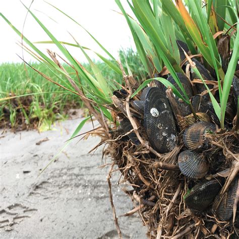 The Benefits Of Shellfish Restoration — Back To The Bays