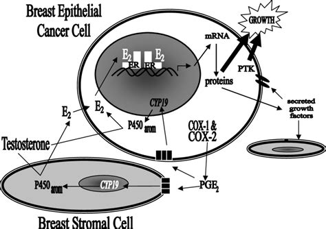 6 Interrelationships Between Aromatase And Cyclooxygenases In Breast