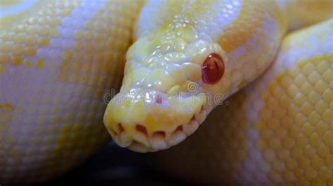 Snake Eating A Mouse Ball Python Eats A Mouse Rat Snake That Subdues